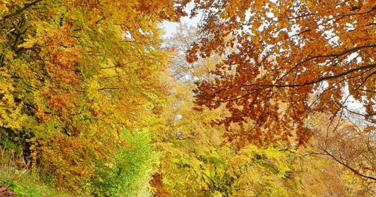 Dove ammirare bellissimi scorci di Foliage autunnale in Trentino